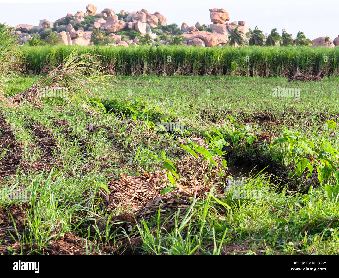 Indian farming hi-res stock photography and images - Alamy