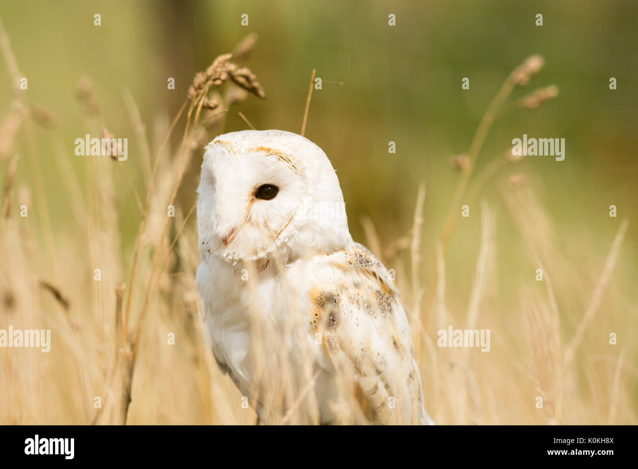 Barn owl, Tyto alba, in grassland Stock Photo - Alamy