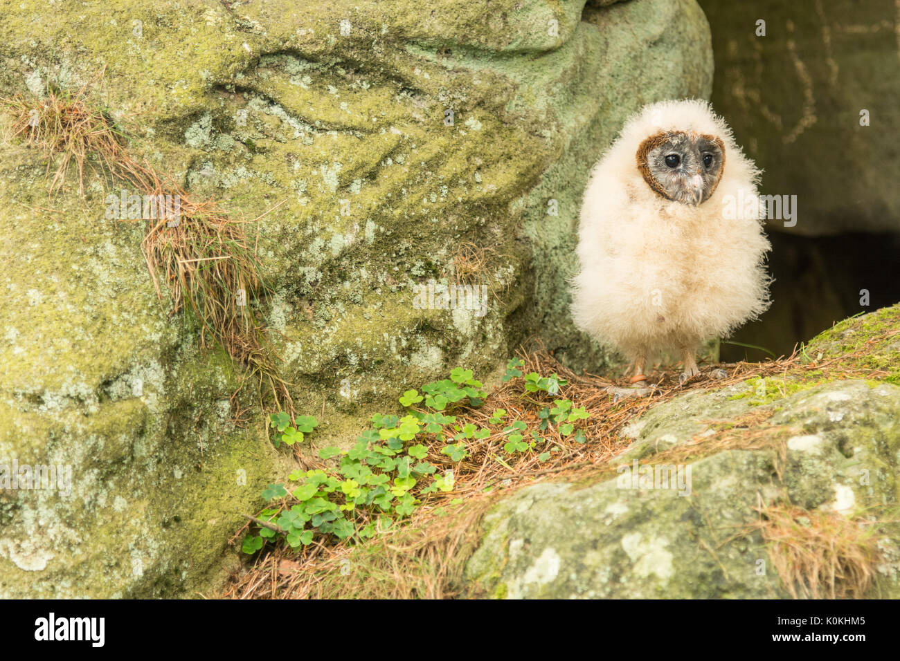 Ashy faced owl hi-res stock photography and images - Alamy