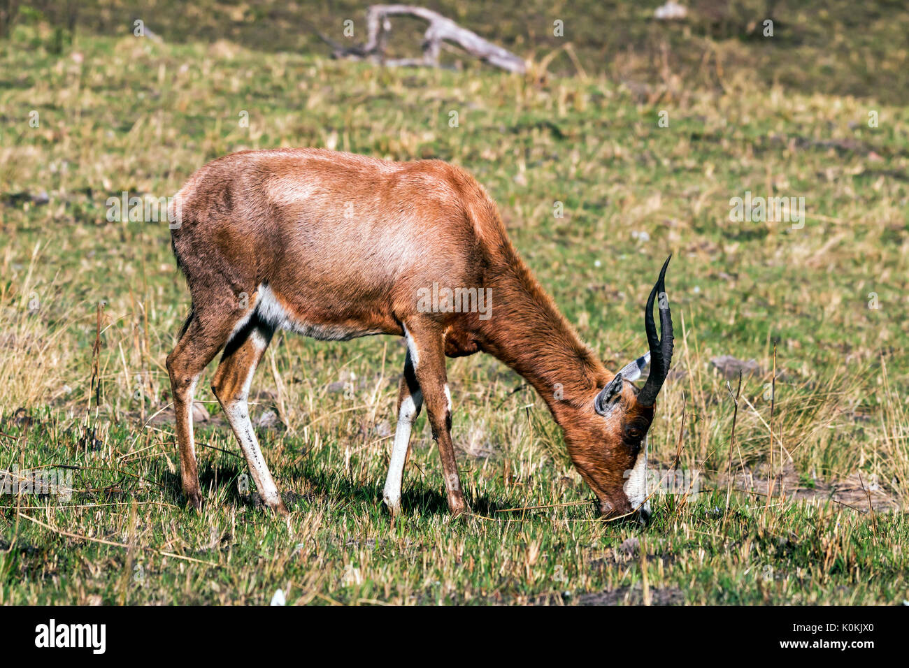 Single Blesbok Feeding on dry winter grassland landscape on Lake Eland ...