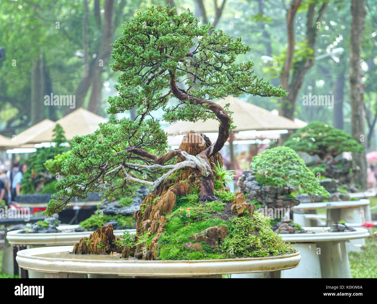 Bonsai and Penjing with miniature beautiful in nature Stock Photo - Alamy