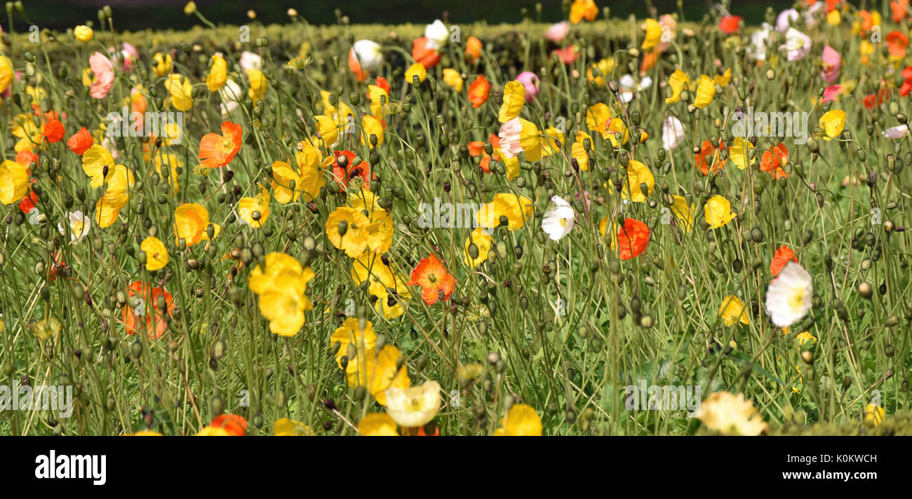 Poppy flower vine hi-res stock photography and images - Alamy