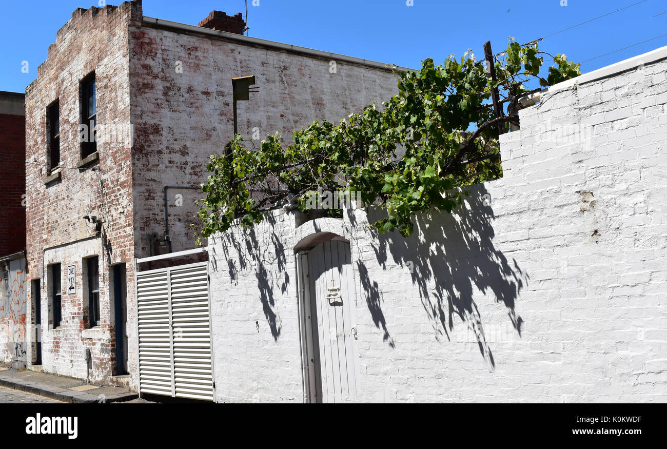 Vine on gate hi-res stock photography and images - Alamy