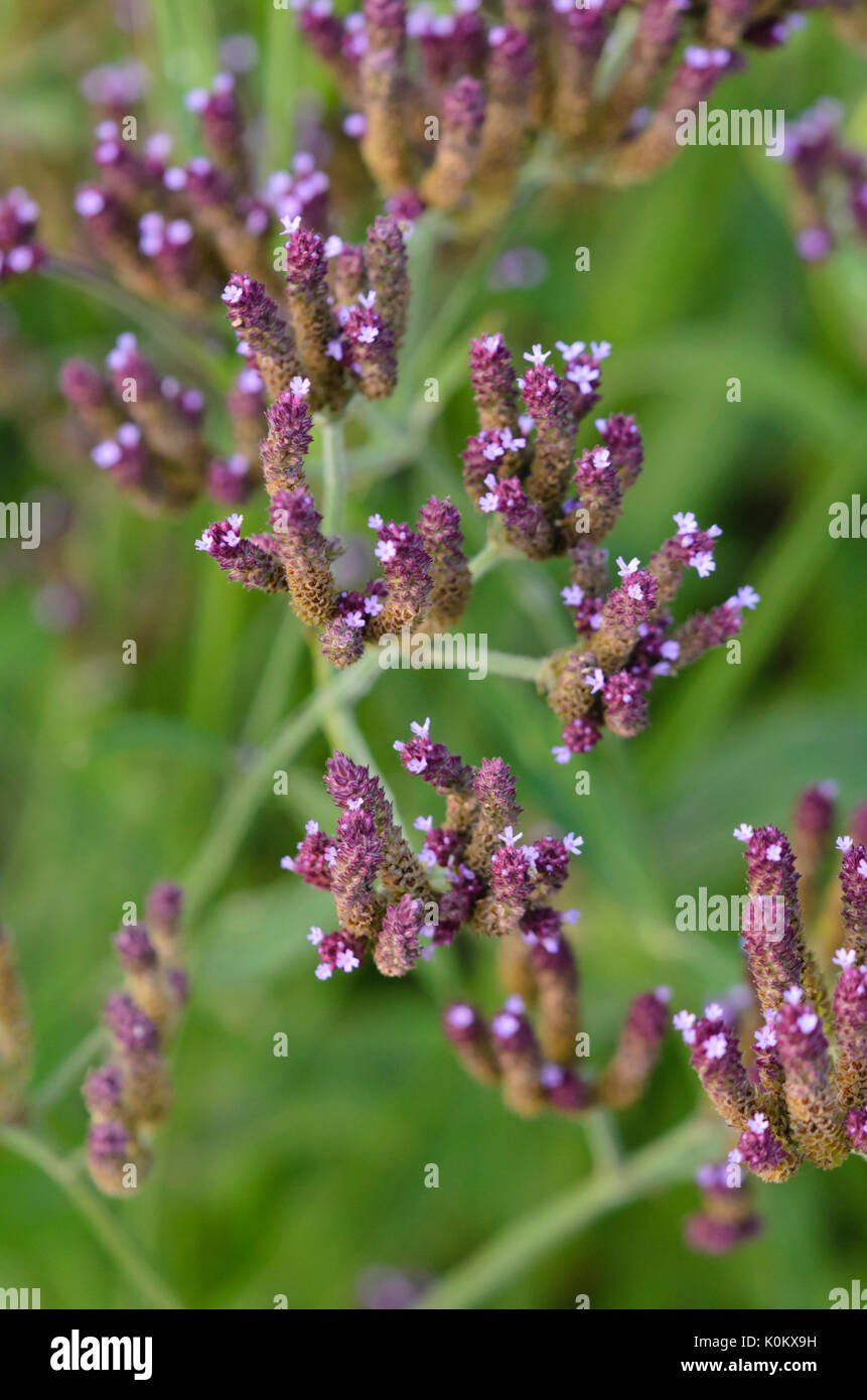 Common vervain (Verbena officinalis Stock Photo - Alamy