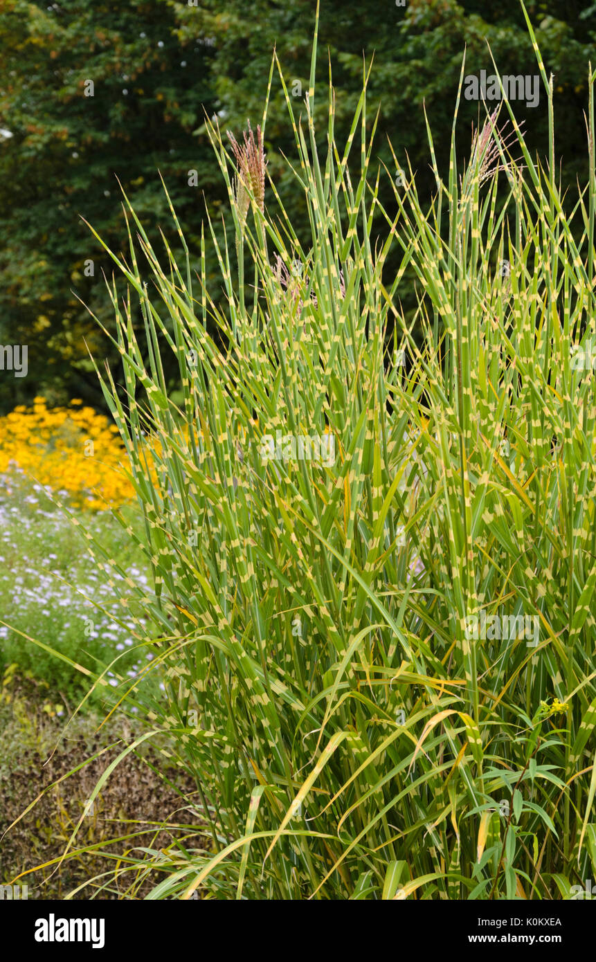 Miscanthus sinensis strictus hi-res stock photography and images - Alamy