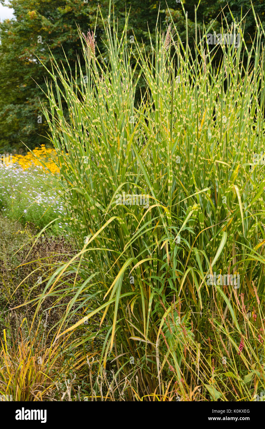 Chinese silver grass (Miscanthus sinensis 'Strictus' Stock Photo - Alamy