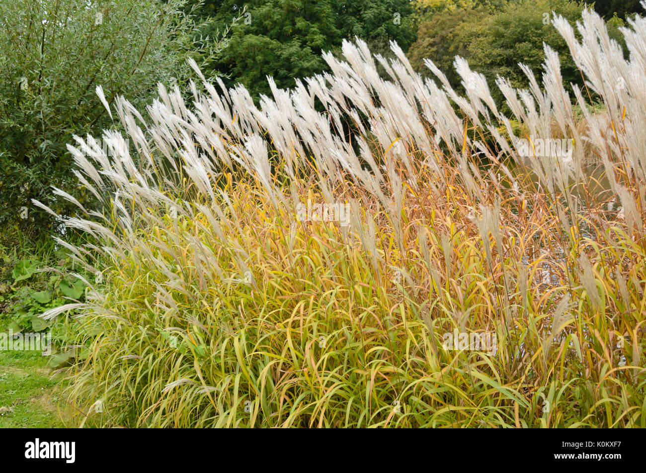 Chinese silver grass (Miscanthus sinensis Stock Photo - Alamy