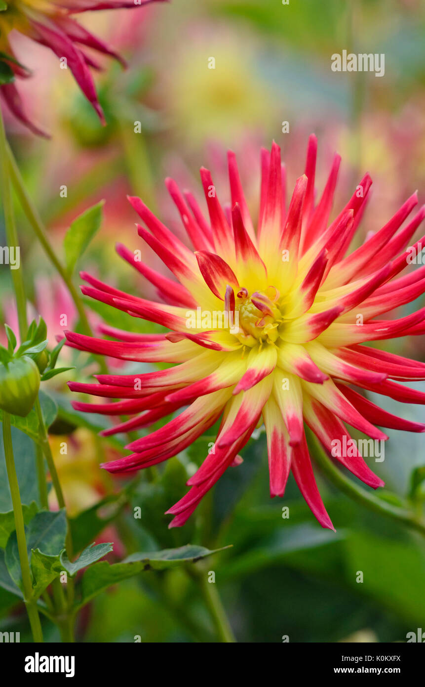 Cactus dahlia (Dahlia Weston Spanish Dancer Stock Photo - Alamy