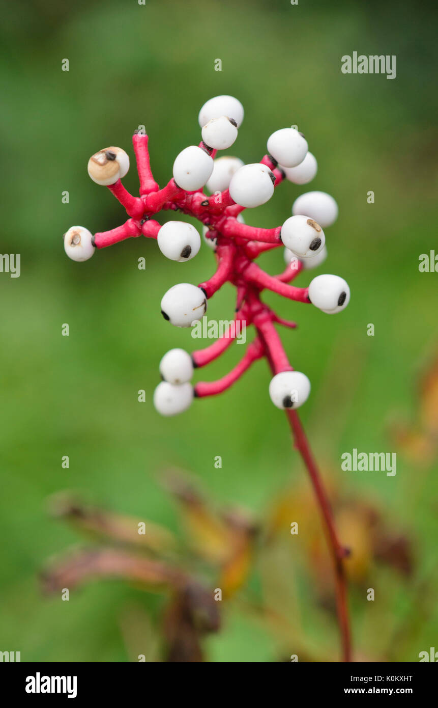 Bugbane hi-res stock photography and images - Alamy