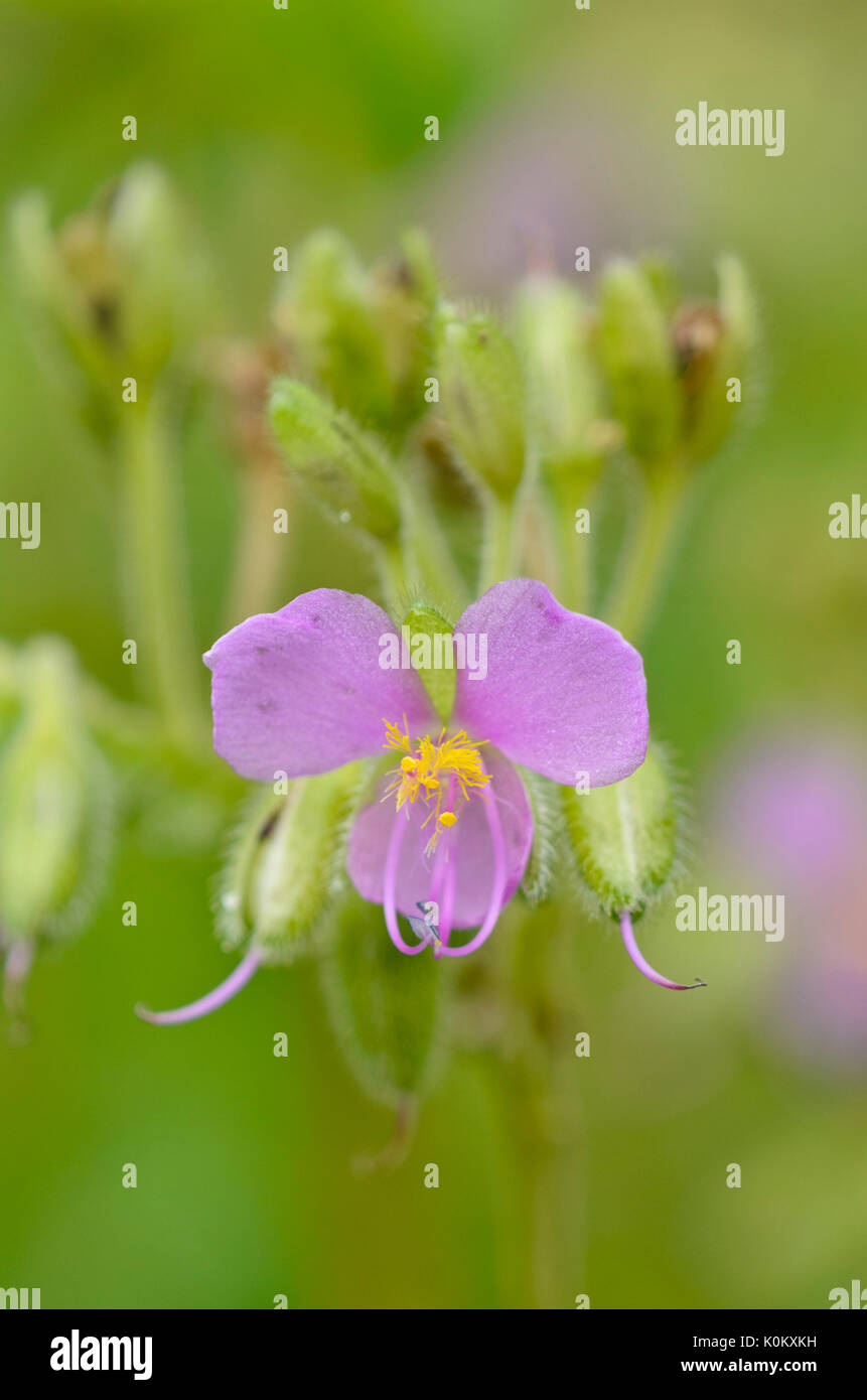 Widow's tears (Tinantia erecta Stock Photo - Alamy