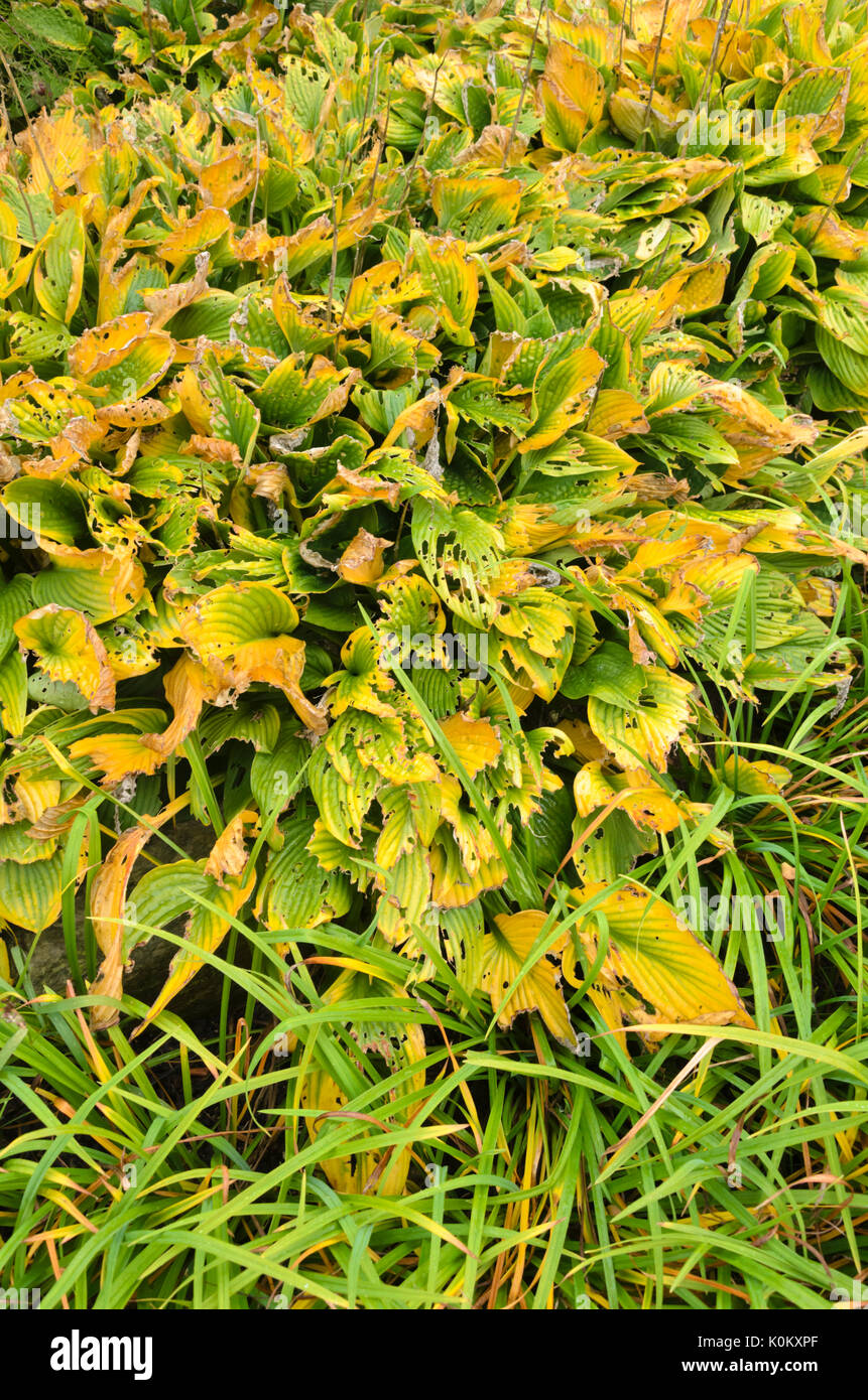 Plantain lily (Hosta) with feeding traces Stock Photo - Alamy