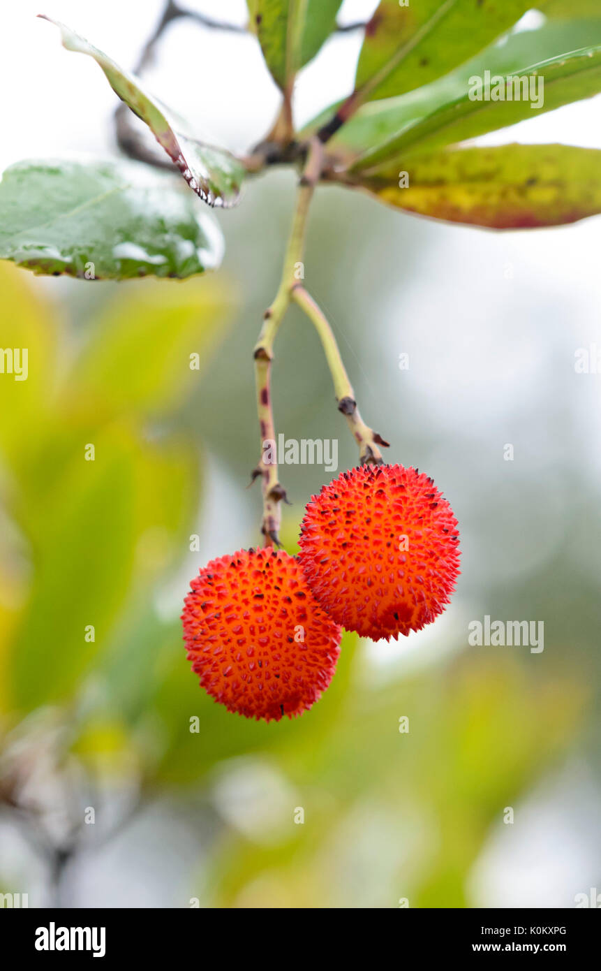 Strawberry tree (Arbutus unedo Stock Photo - Alamy