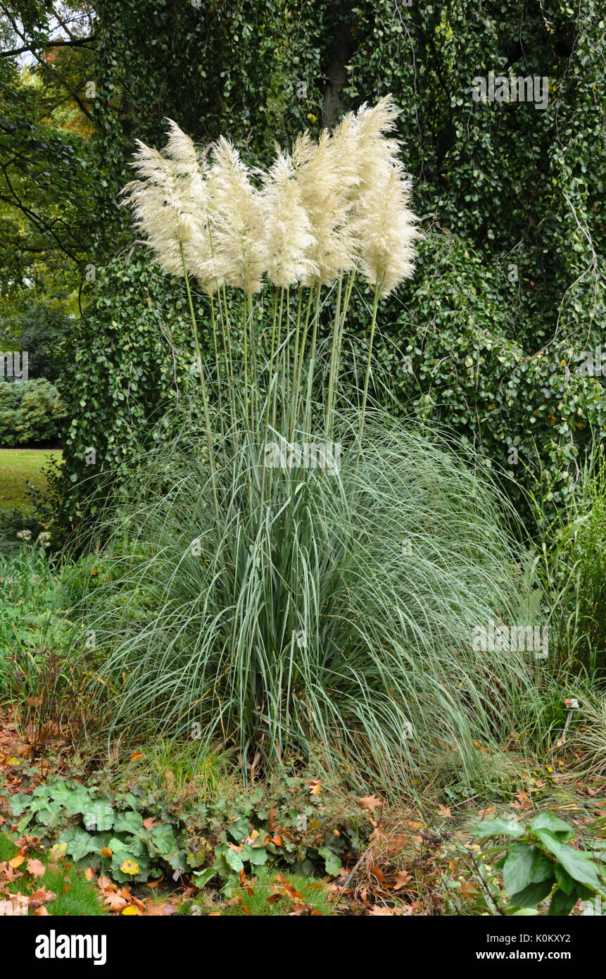 Pampas grass (Cortaderia selloana Stock Photo - Alamy