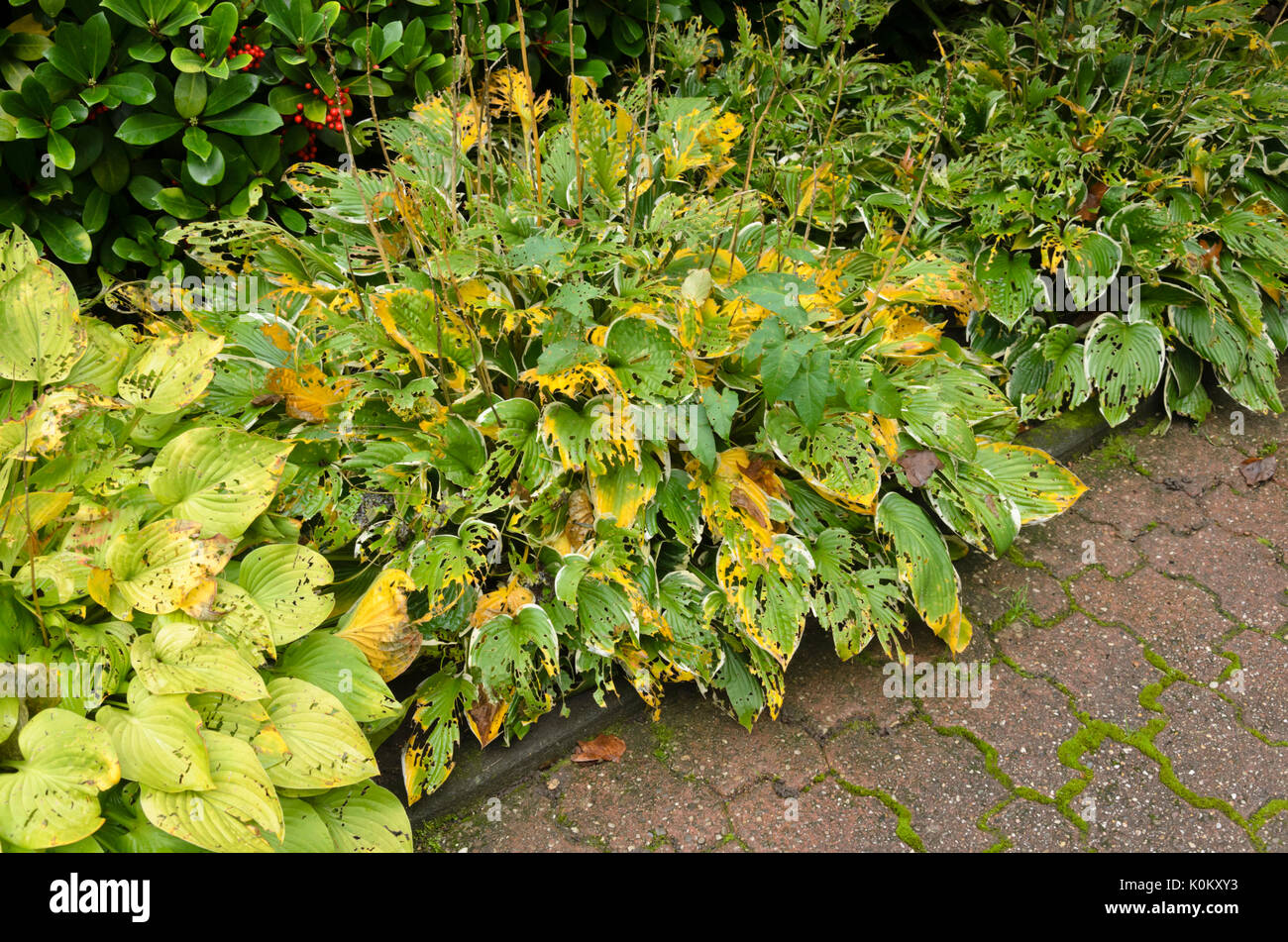 Plantain lily (Hosta) with feeding traces Stock Photo - Alamy