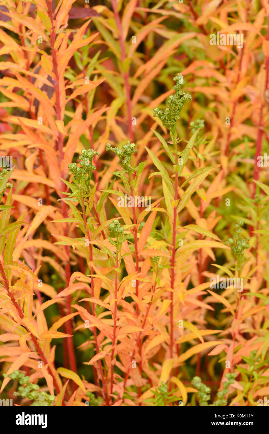 Penthoraceae hi-res stock photography and images - Alamy