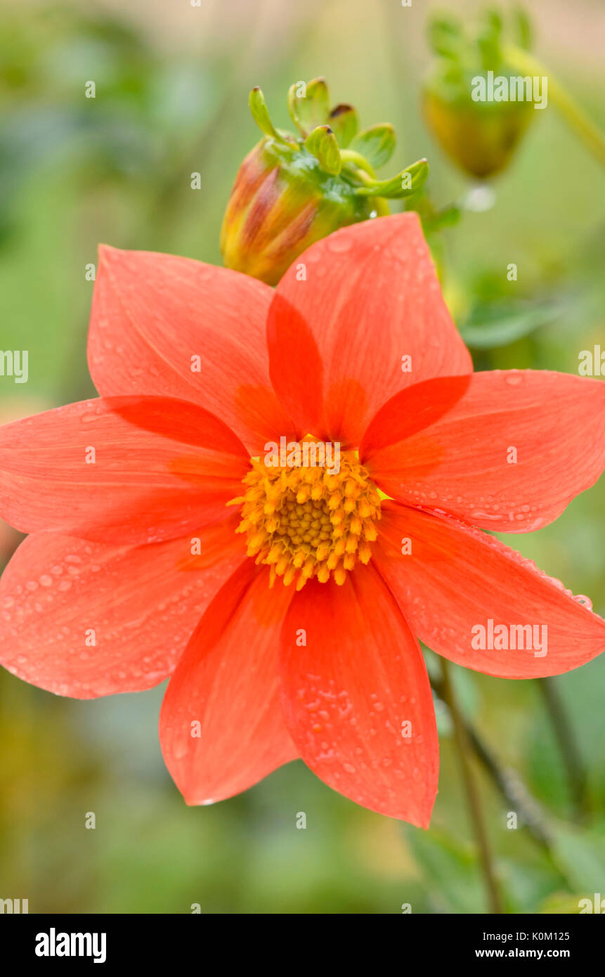 Dahlia (Dahlia pinnata Stock Photo - Alamy