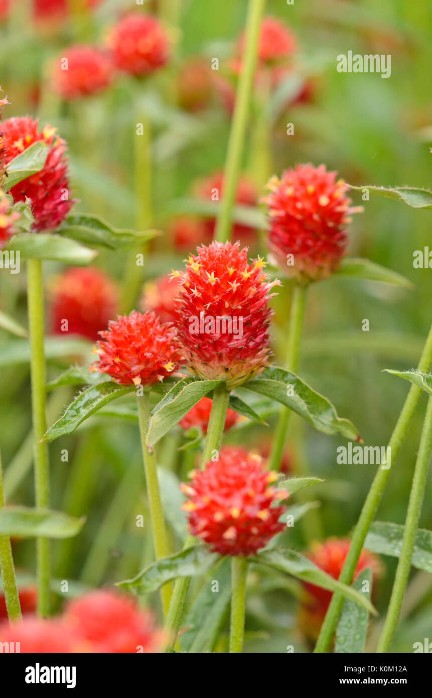 Globe amaranth (Gomphrena globosa Stock Photo - Alamy