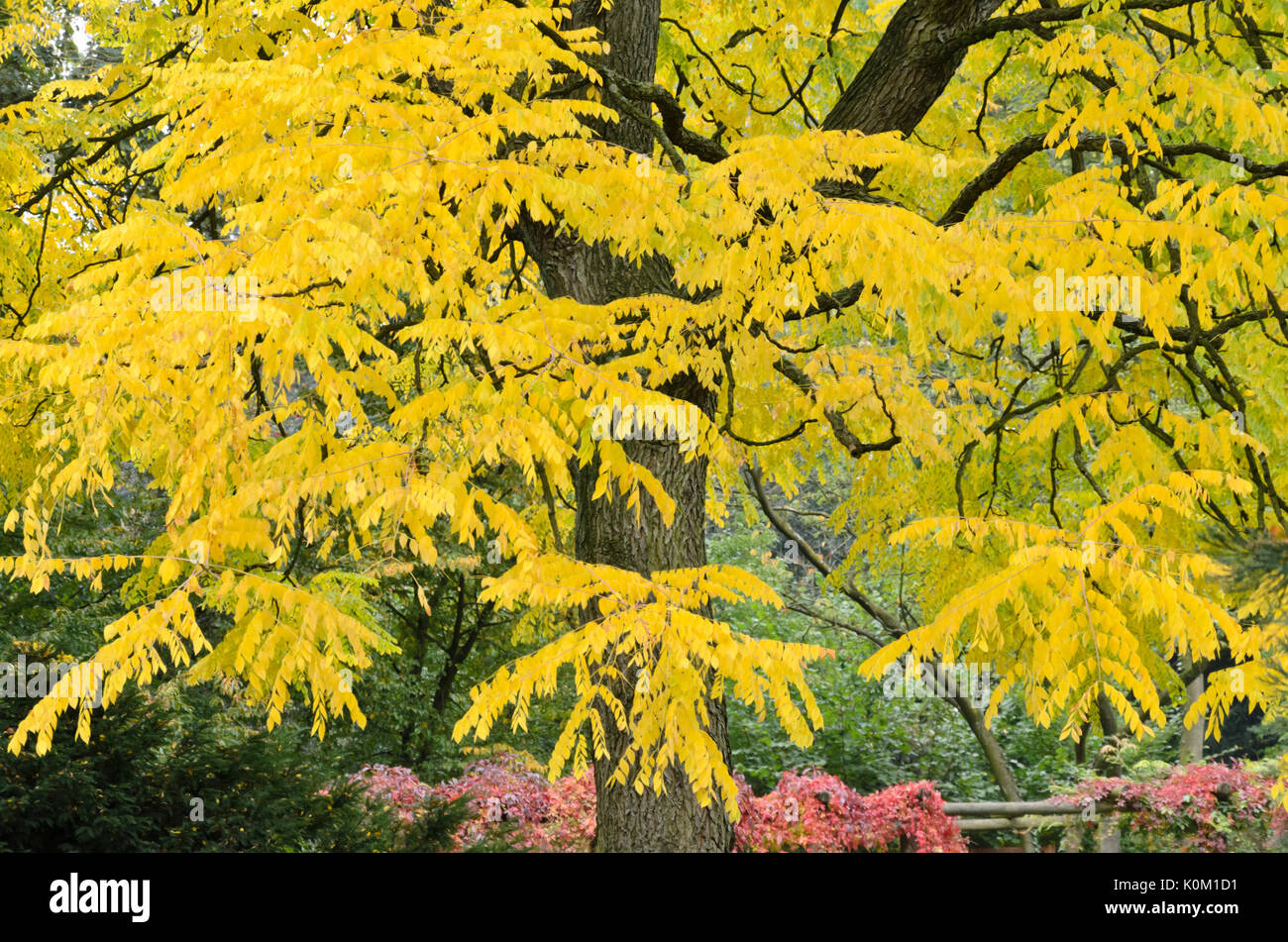 Gymnocladus dioicus hi-res stock photography and images - Alamy