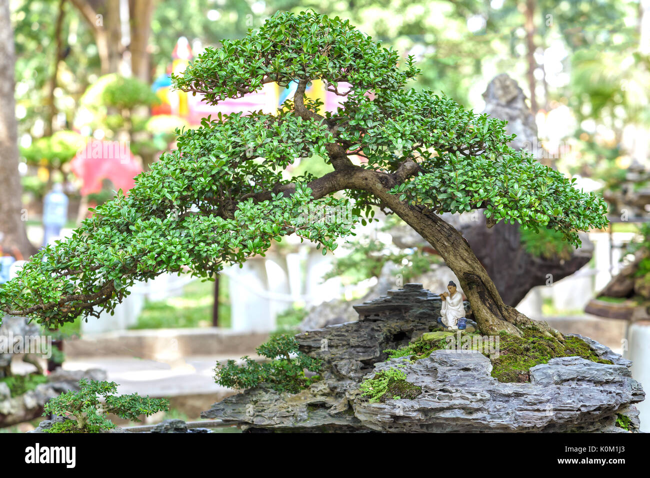 Bonsai and Penjing with miniature beautiful in nature Stock Photo - Alamy