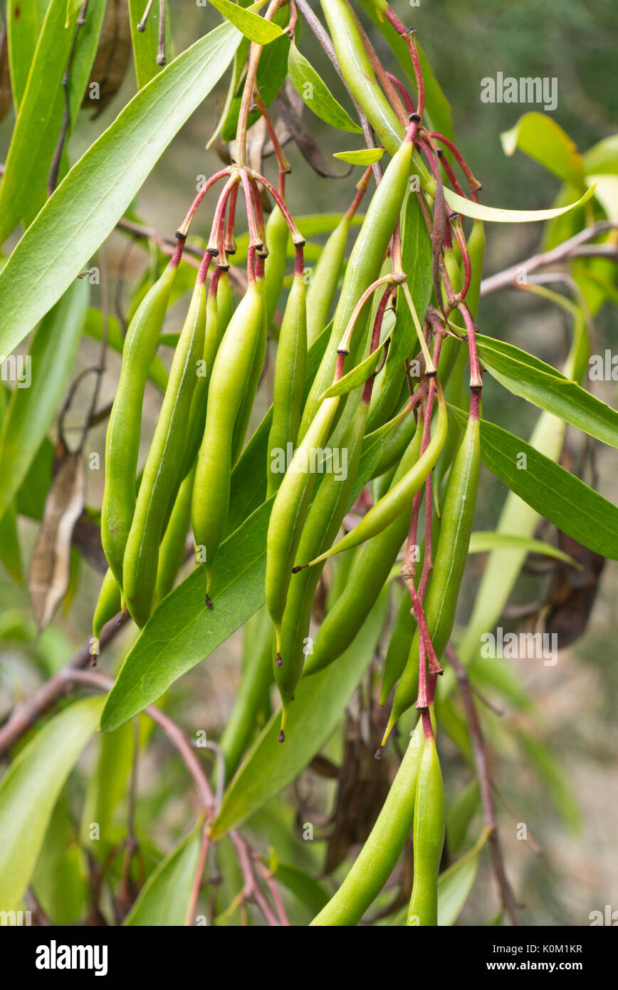 Beefwood hi-res stock photography and images - Alamy