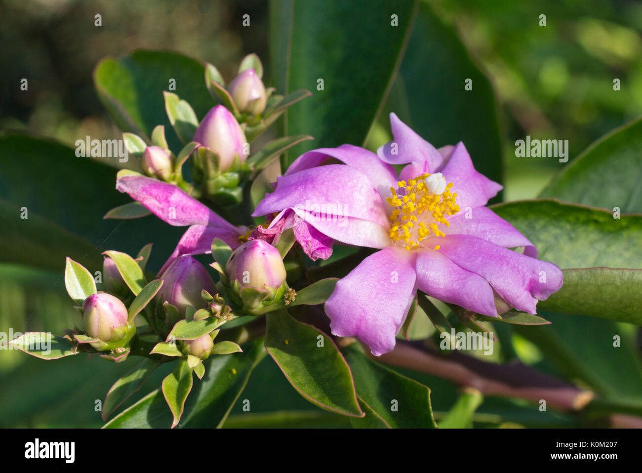Rose cactus hi-res stock photography and images - Alamy