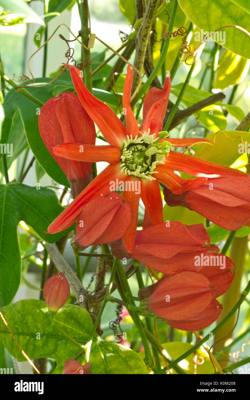 Red passion flower (Passiflora racemosa Stock Photo - Alamy