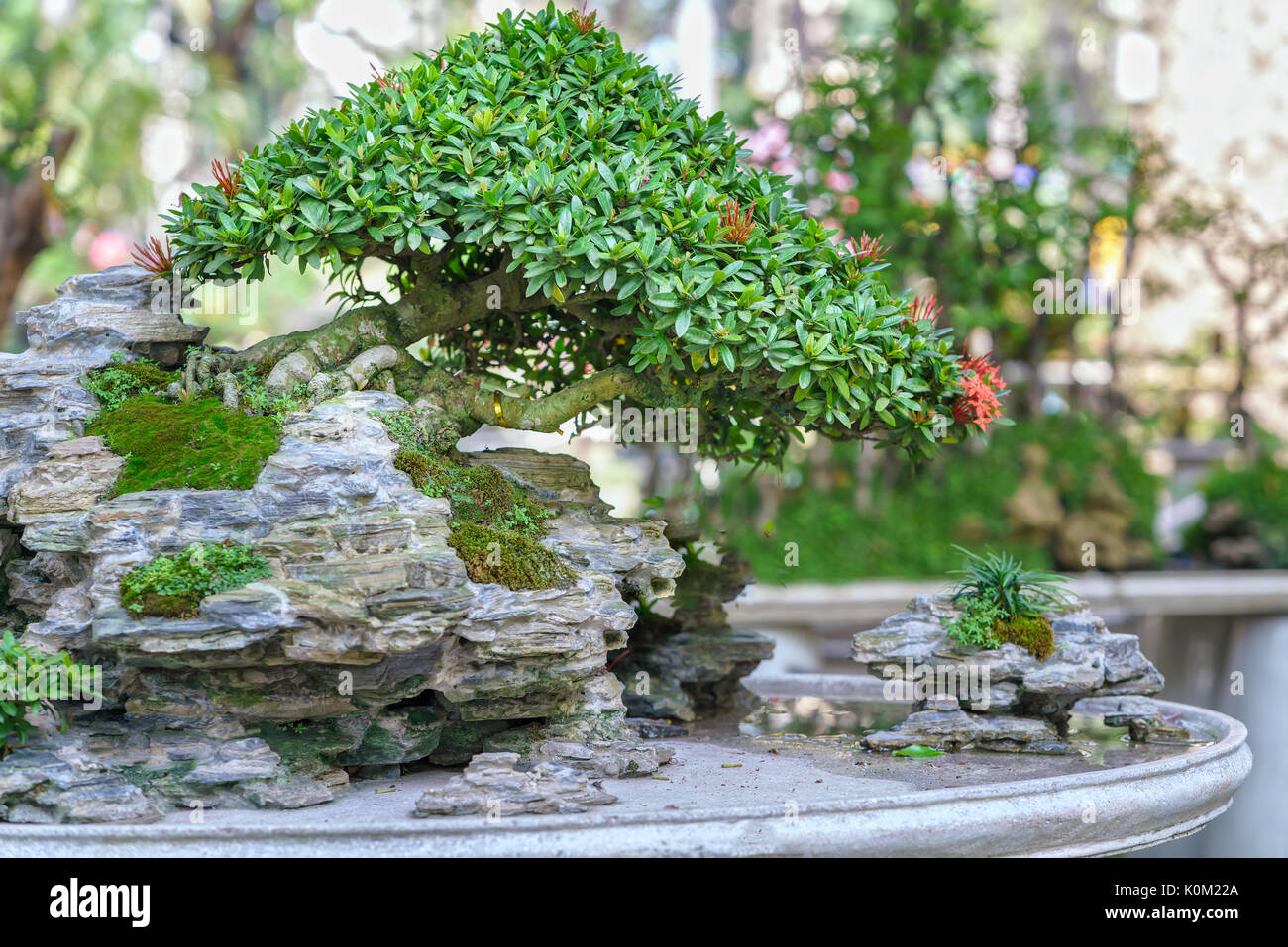 Bonsai and Penjing with miniature beautiful in nature Stock Photo - Alamy