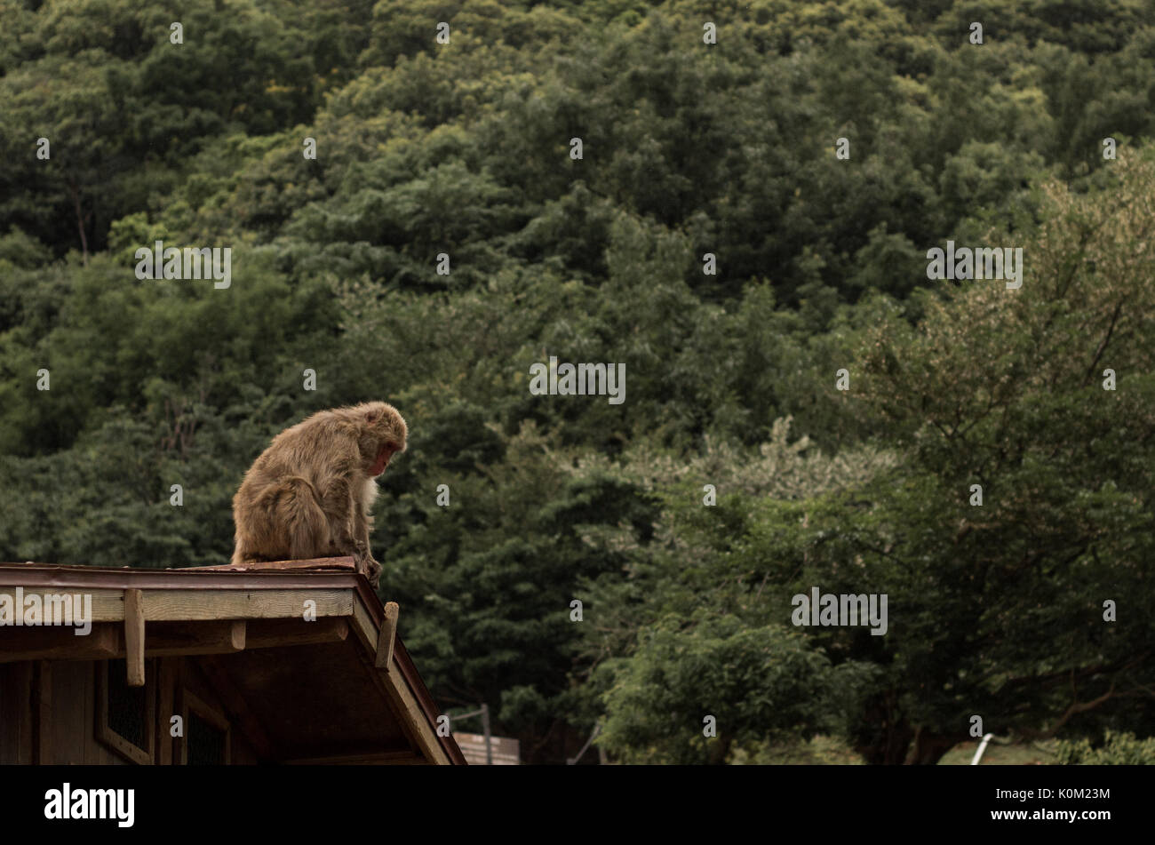 Wooden shack house in jungle hi-res stock photography and images - Alamy