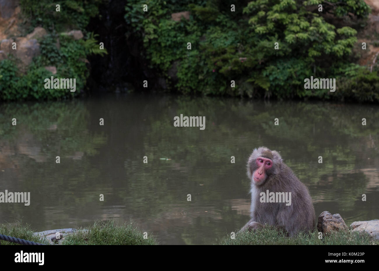 Monkey with pink face hi-res stock photography and images - Alamy