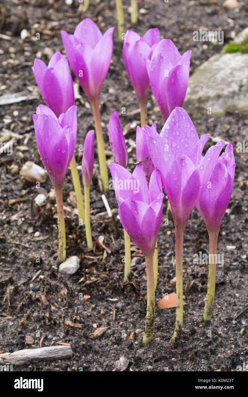 Autumn crocus (Colchicum speciosum Stock Photo - Alamy