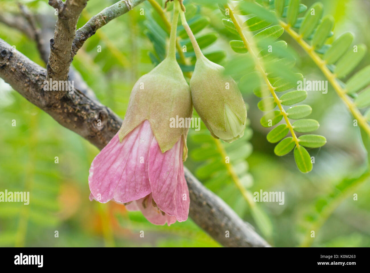 Cadia hi-res stock photography and images - Alamy