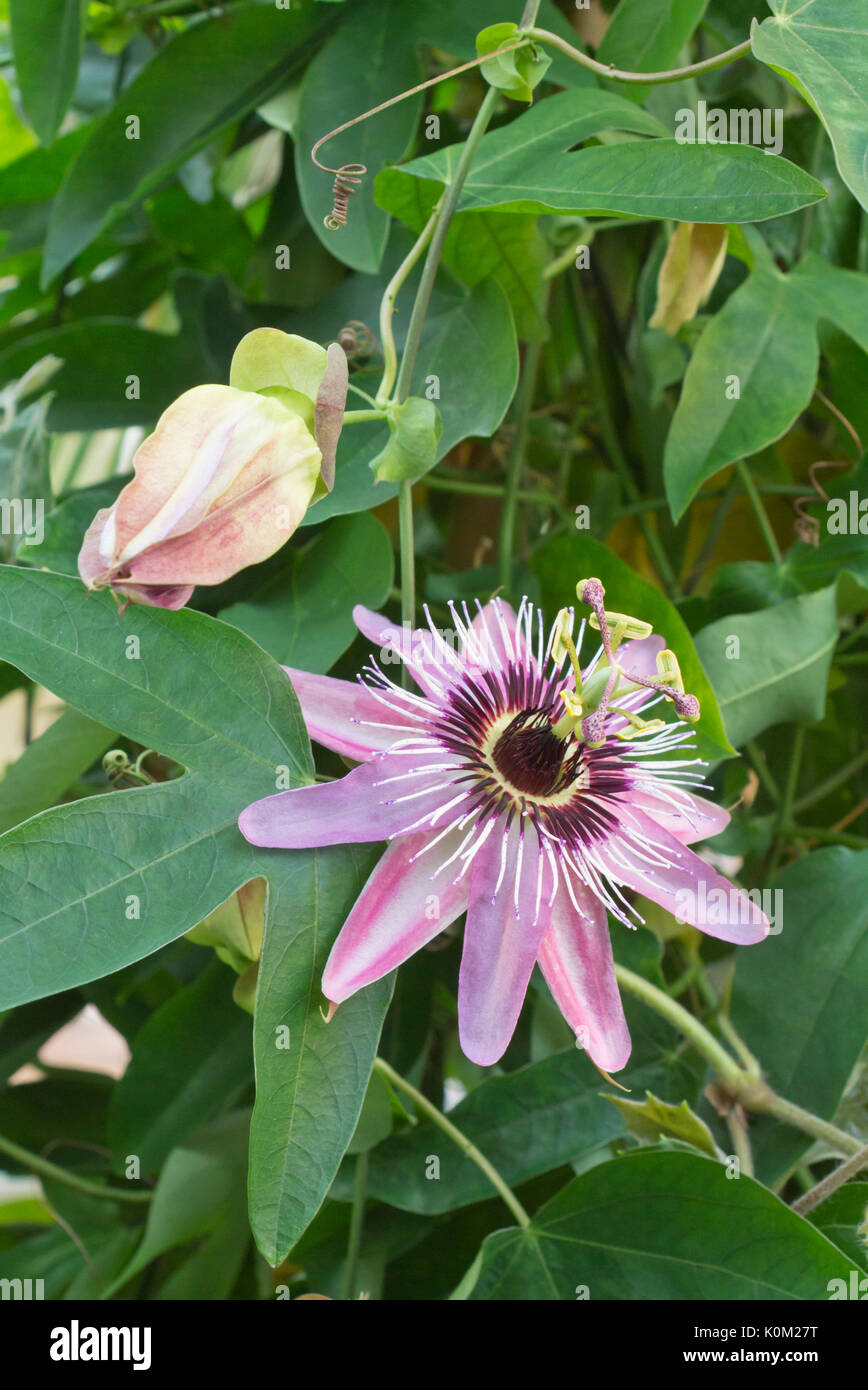 Passion flower (Passiflora x violacea Stock Photo - Alamy