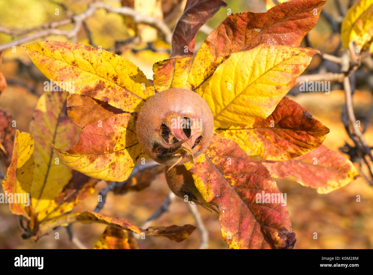 Fruit and leaves mespilus germanica hi-res stock photography and images ...