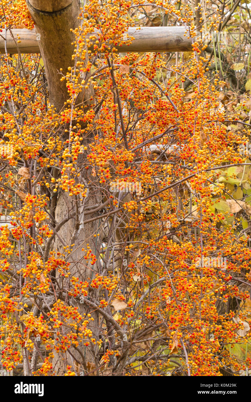 American bittersweet (Celastrus scandens Stock Photo - Alamy