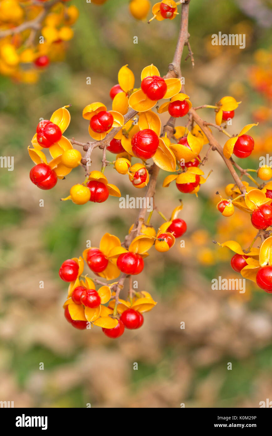 American bittersweet hi-res stock photography and images - Alamy