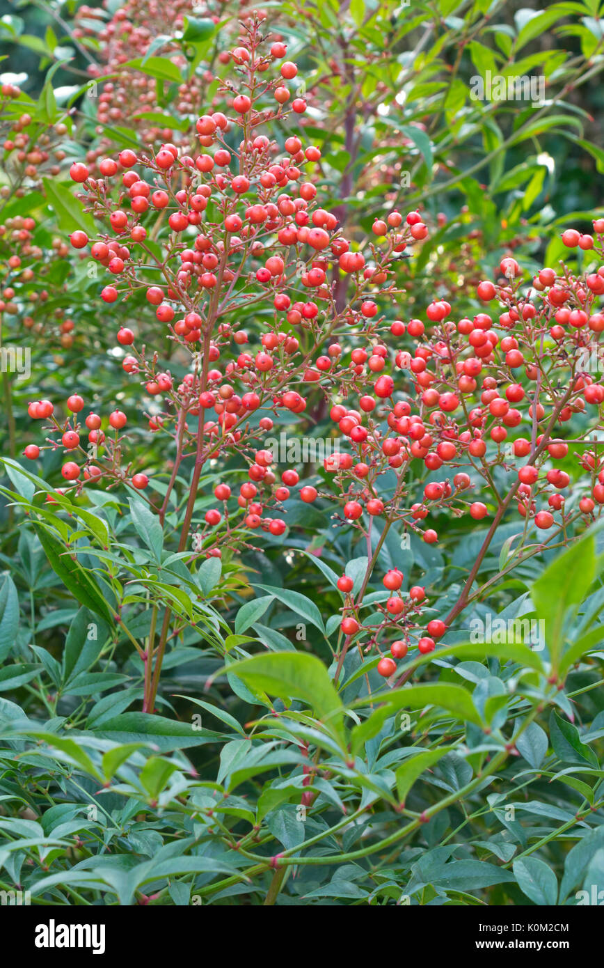 Sacred bamboo (Nandina domestica Stock Photo - Alamy