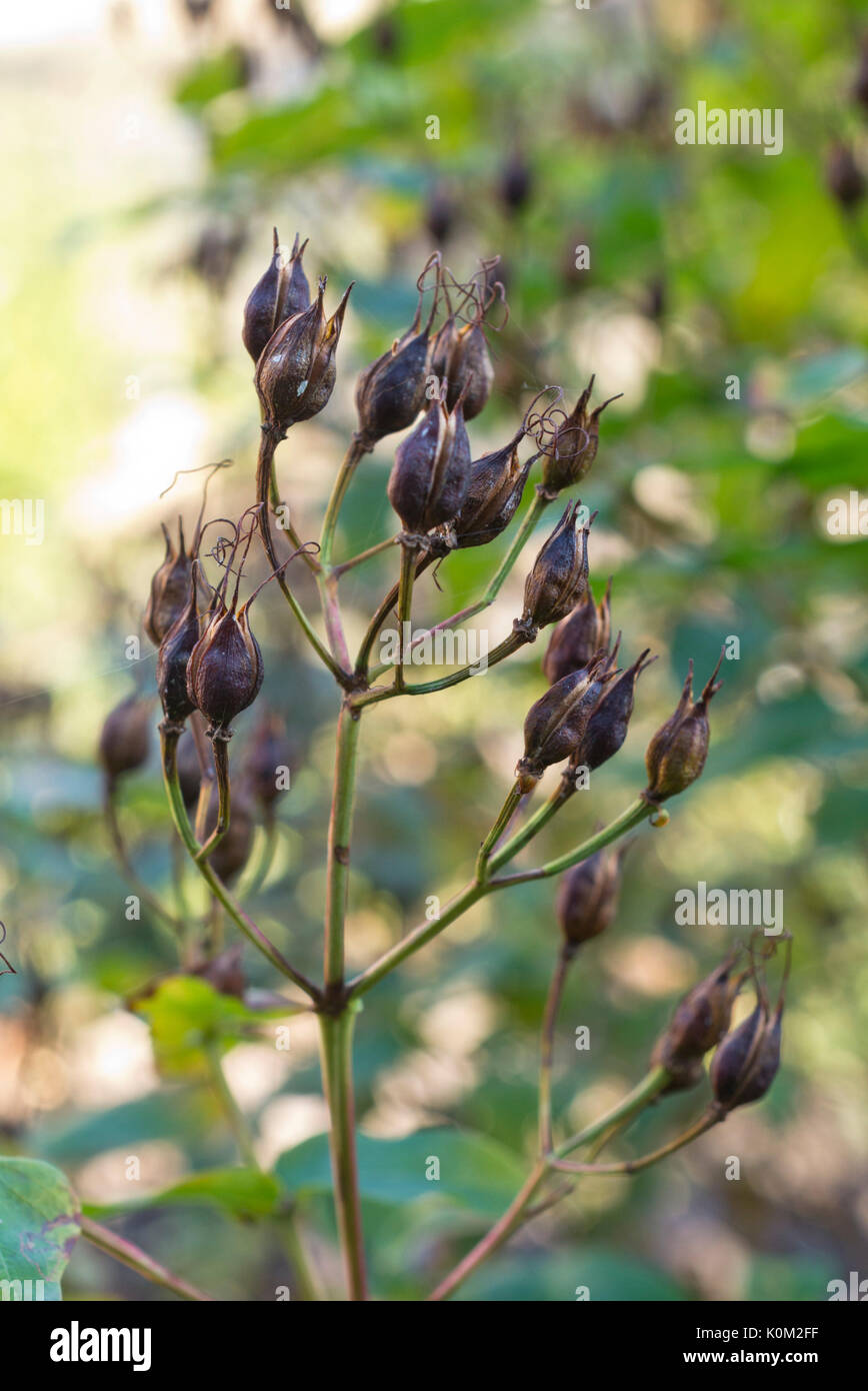Stinking fruit hi-res stock photography and images - Alamy