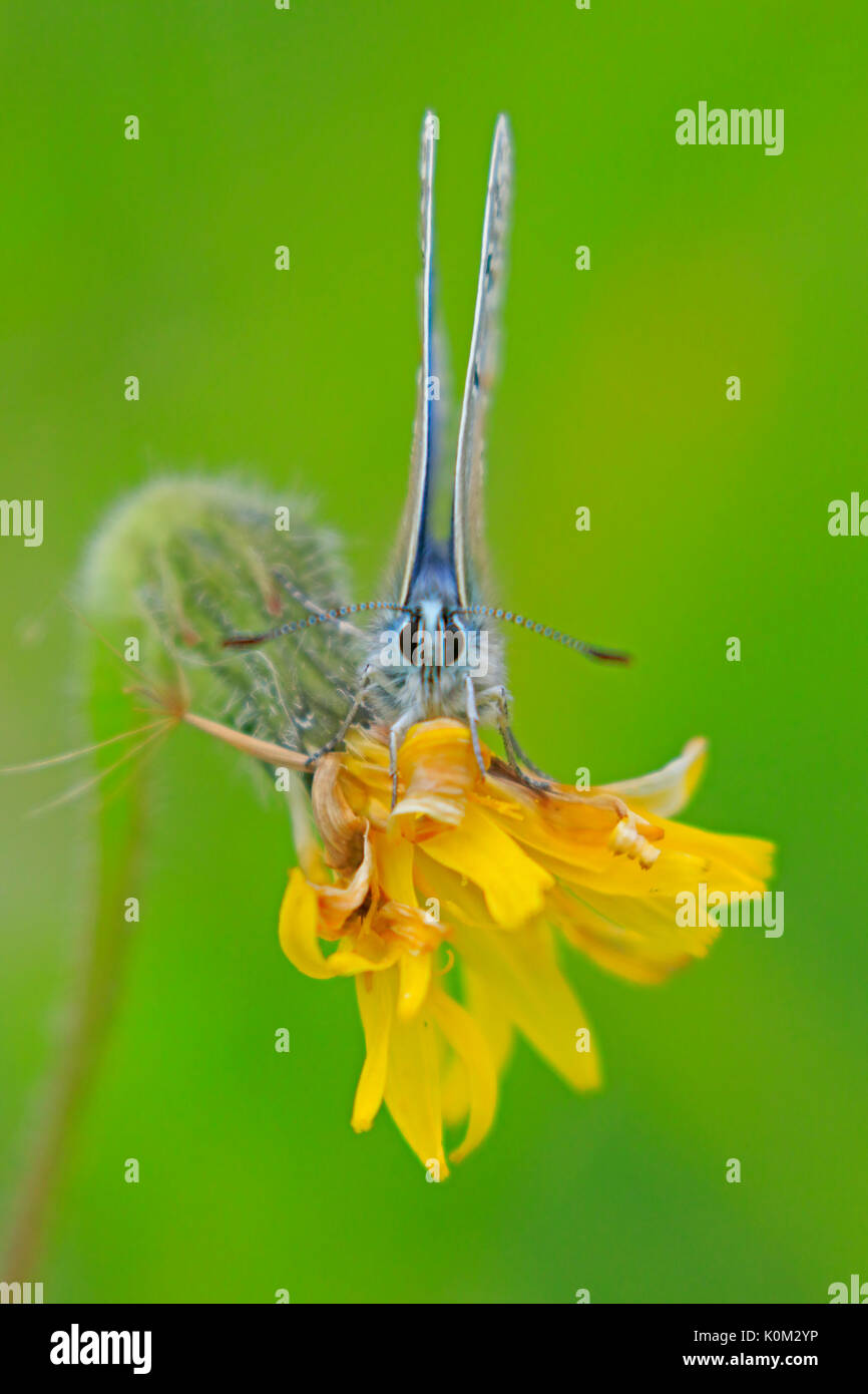 Male Adonis Blue Butterfly in the Cotswolds Stock Photo - Alamy