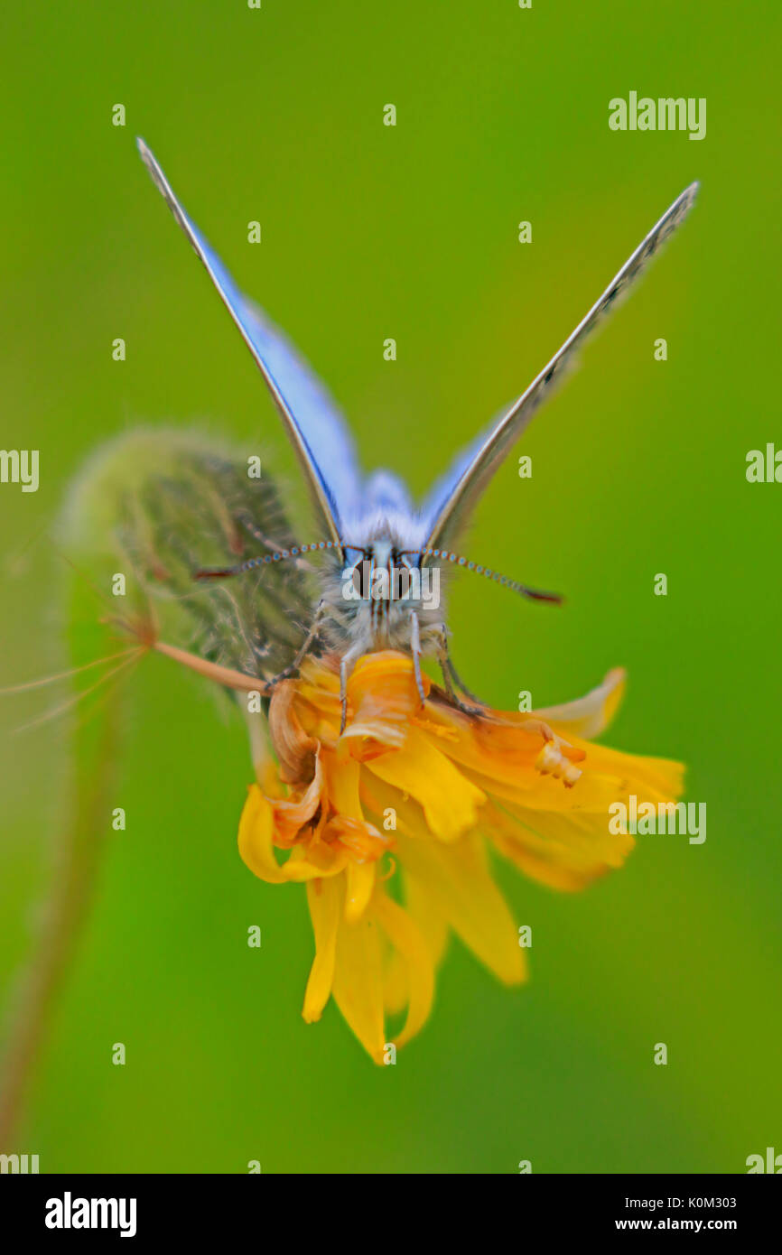 Male Adonis Blue Butterfly in the Cotswolds Stock Photo - Alamy