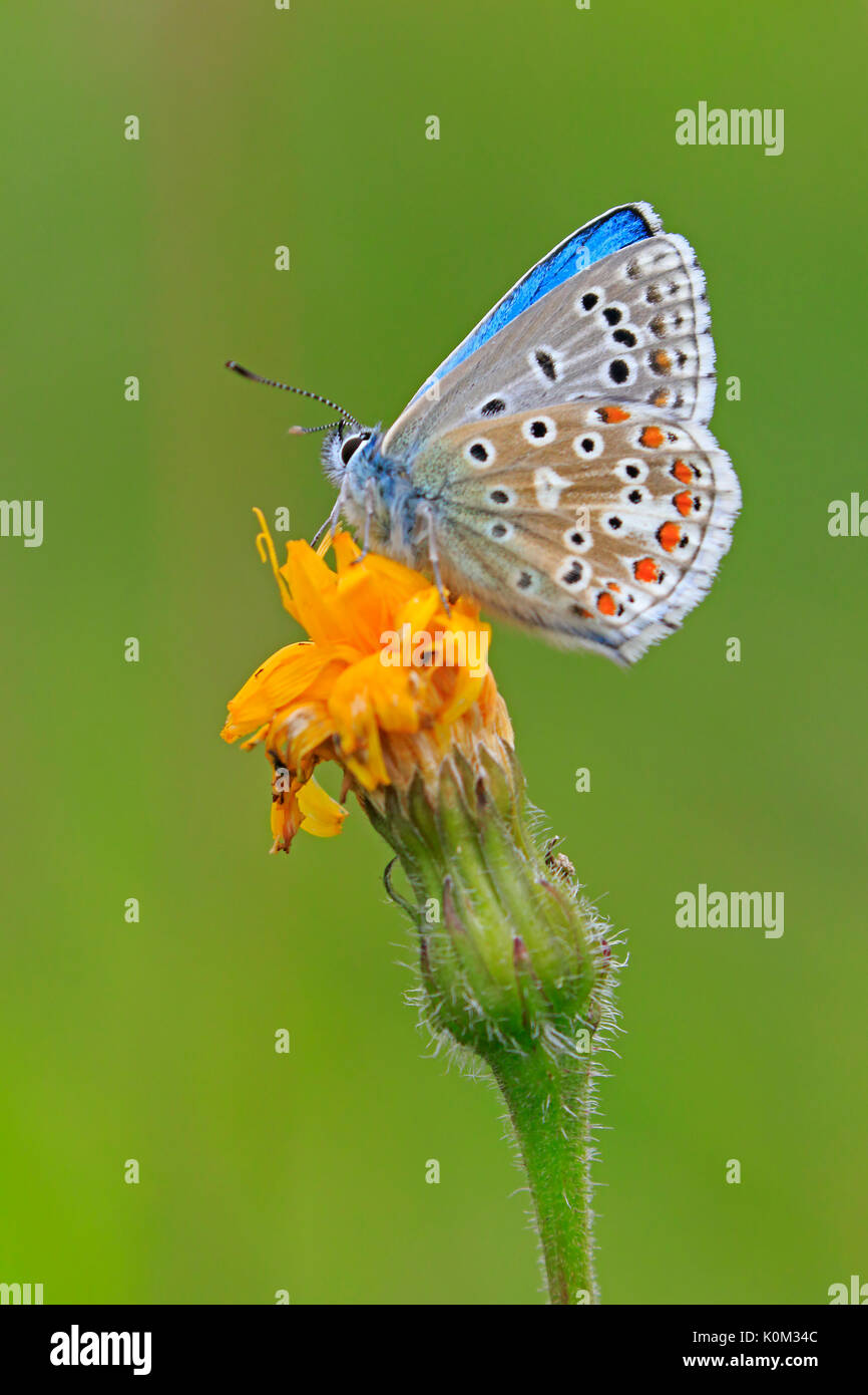 The adonis blue butterfly hi-res stock photography and images - Alamy