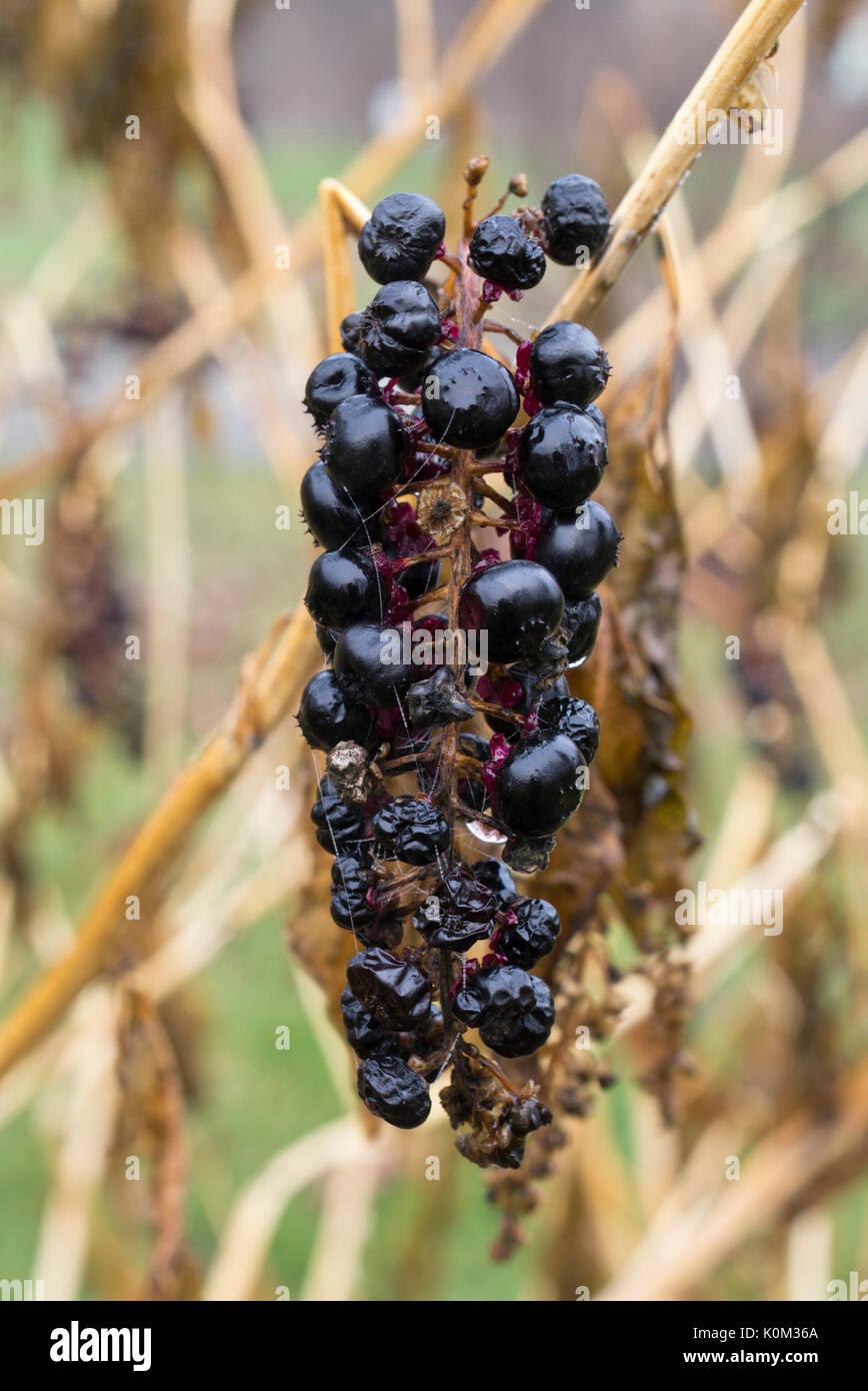 American pokeweed hi-res stock photography and images - Alamy