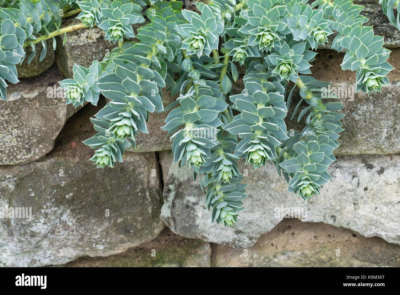Blue spurge (Euphorbia myrsinites Stock Photo - Alamy