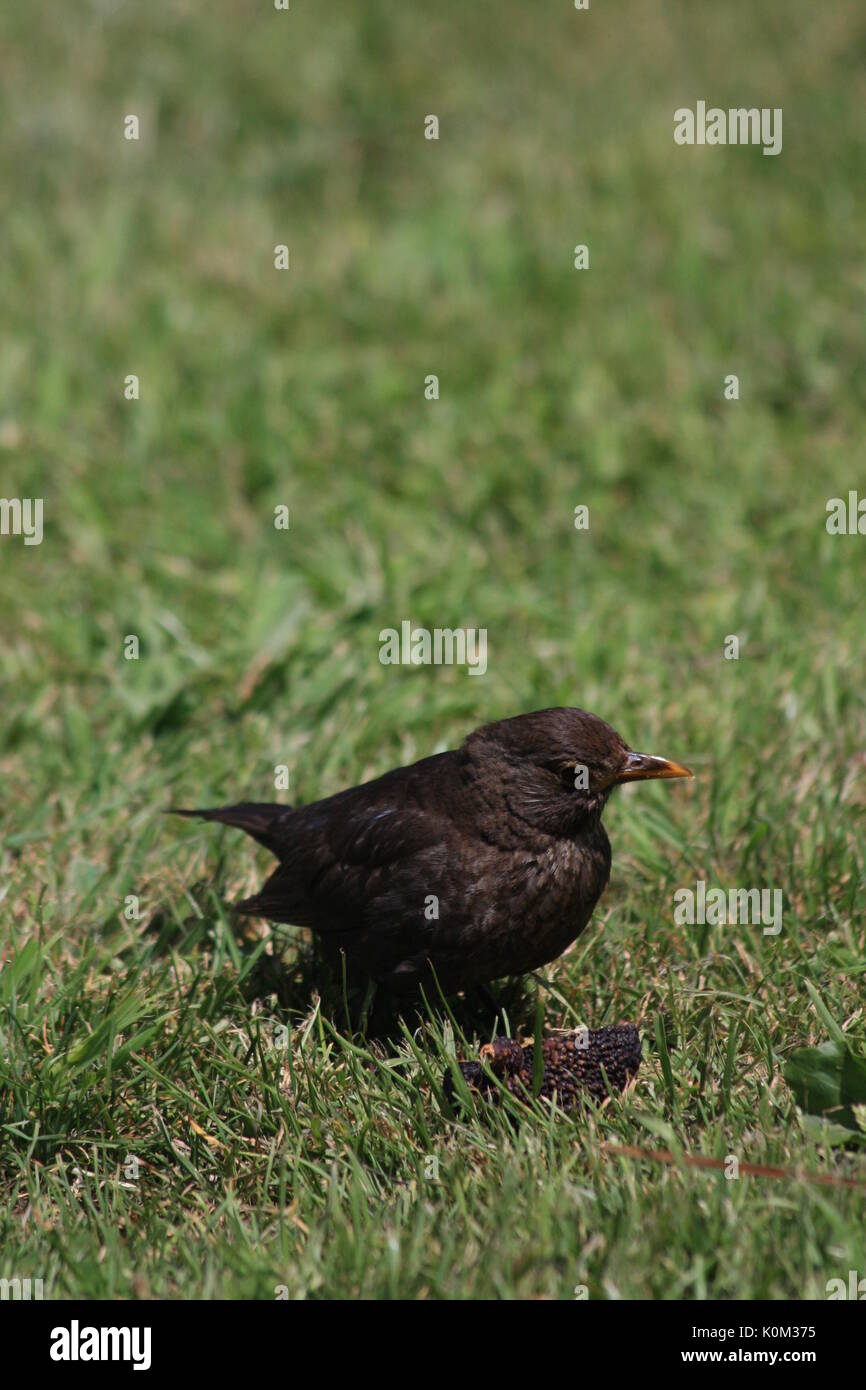 Bird Eating Avocado High Resolution Stock Photography and Images - Alamy