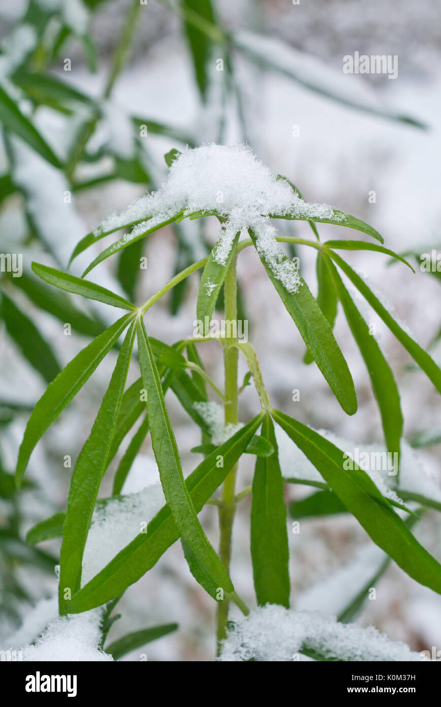 Mexican orange blossom (Choisya ternata 'Aztec Pearl' Stock Photo - Alamy