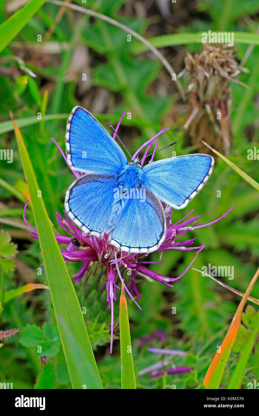 Adonis Blue Butterfly Stock Photo - Alamy