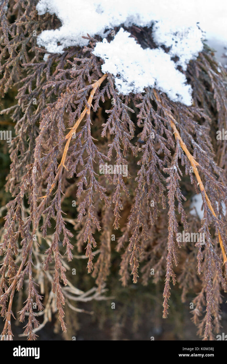 Russian arborvitae (Microbiota decussata Stock Photo - Alamy