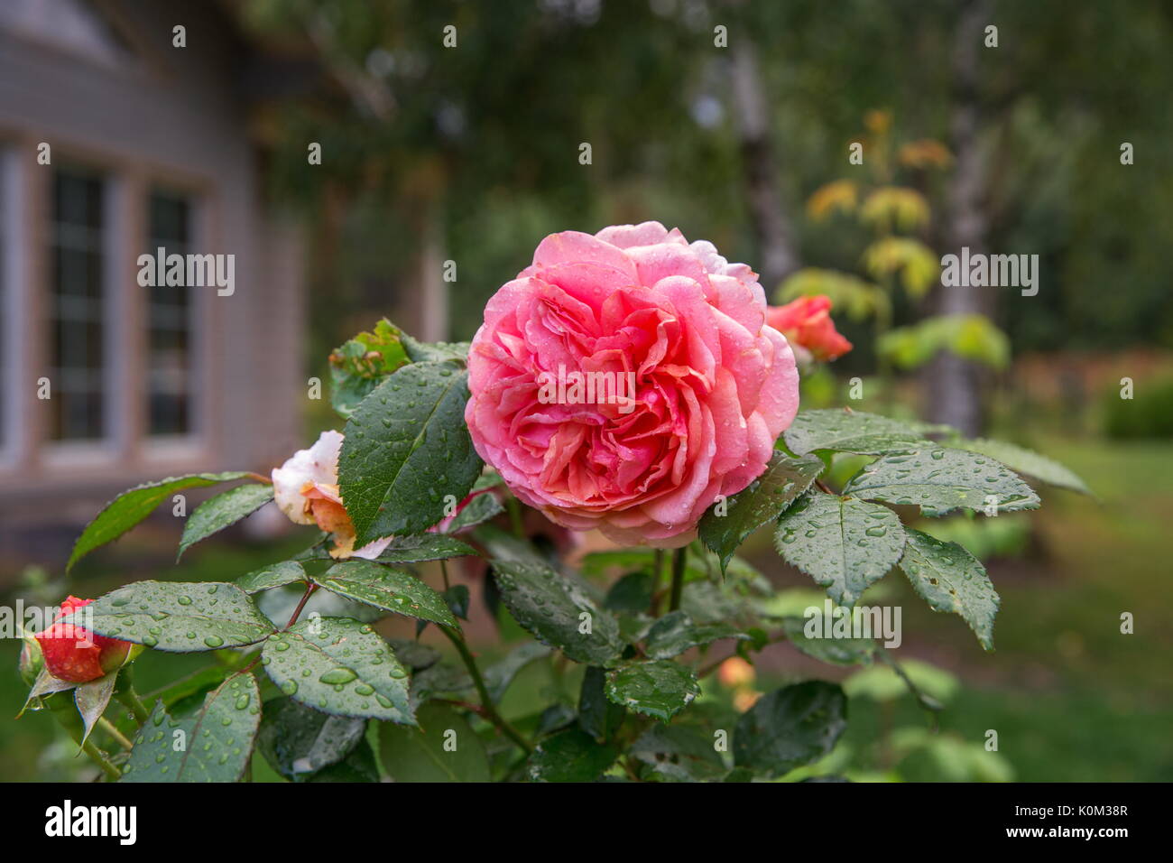 Beautiful pink rose in a garden Stock Photo - Alamy