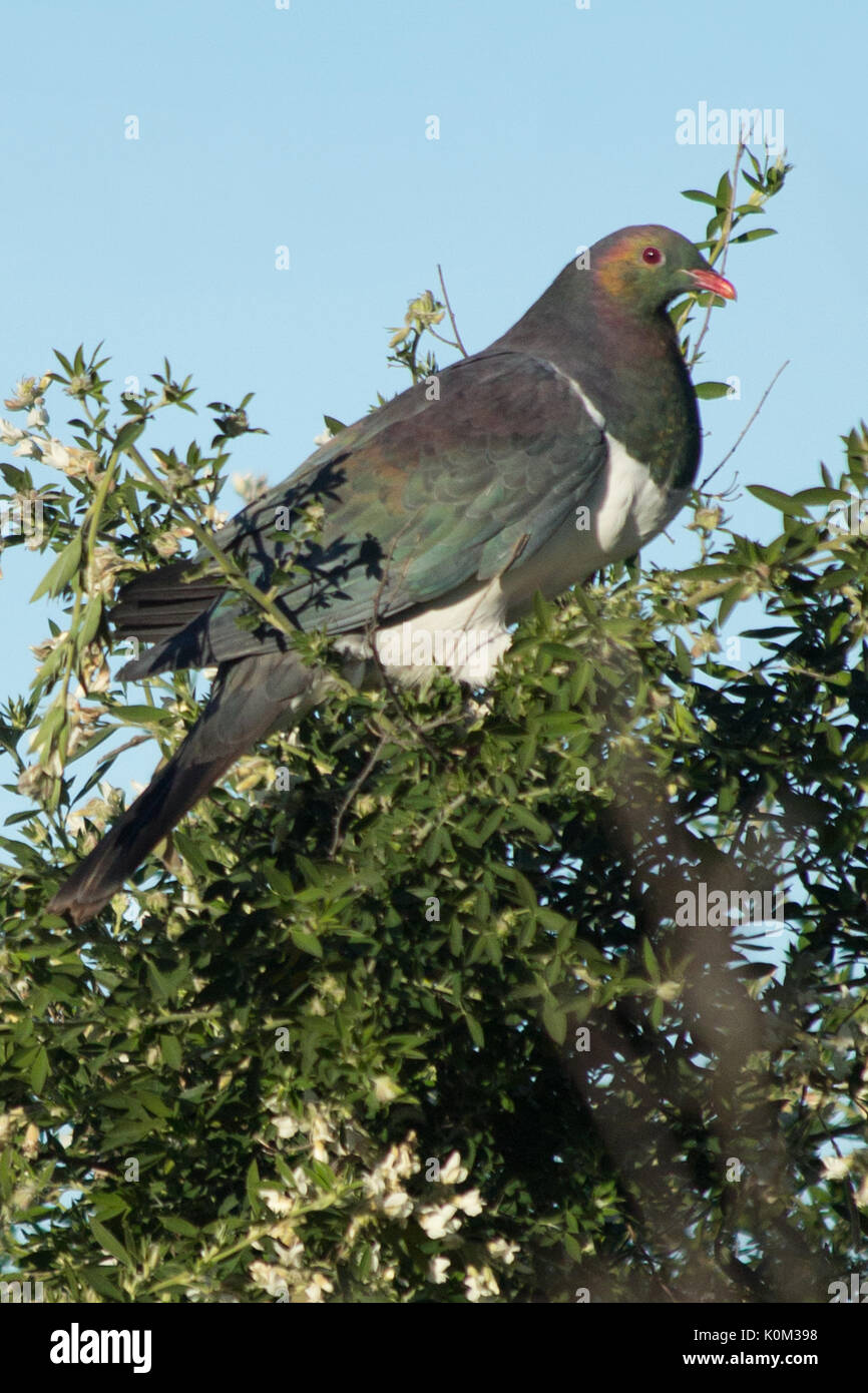 New zealand native pigeon hi-res stock photography and images - Alamy