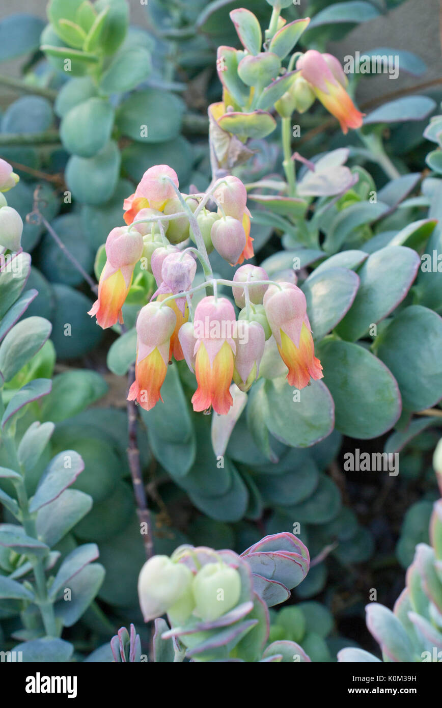 Kalanchoe marnieriana hi-res stock photography and images - Alamy