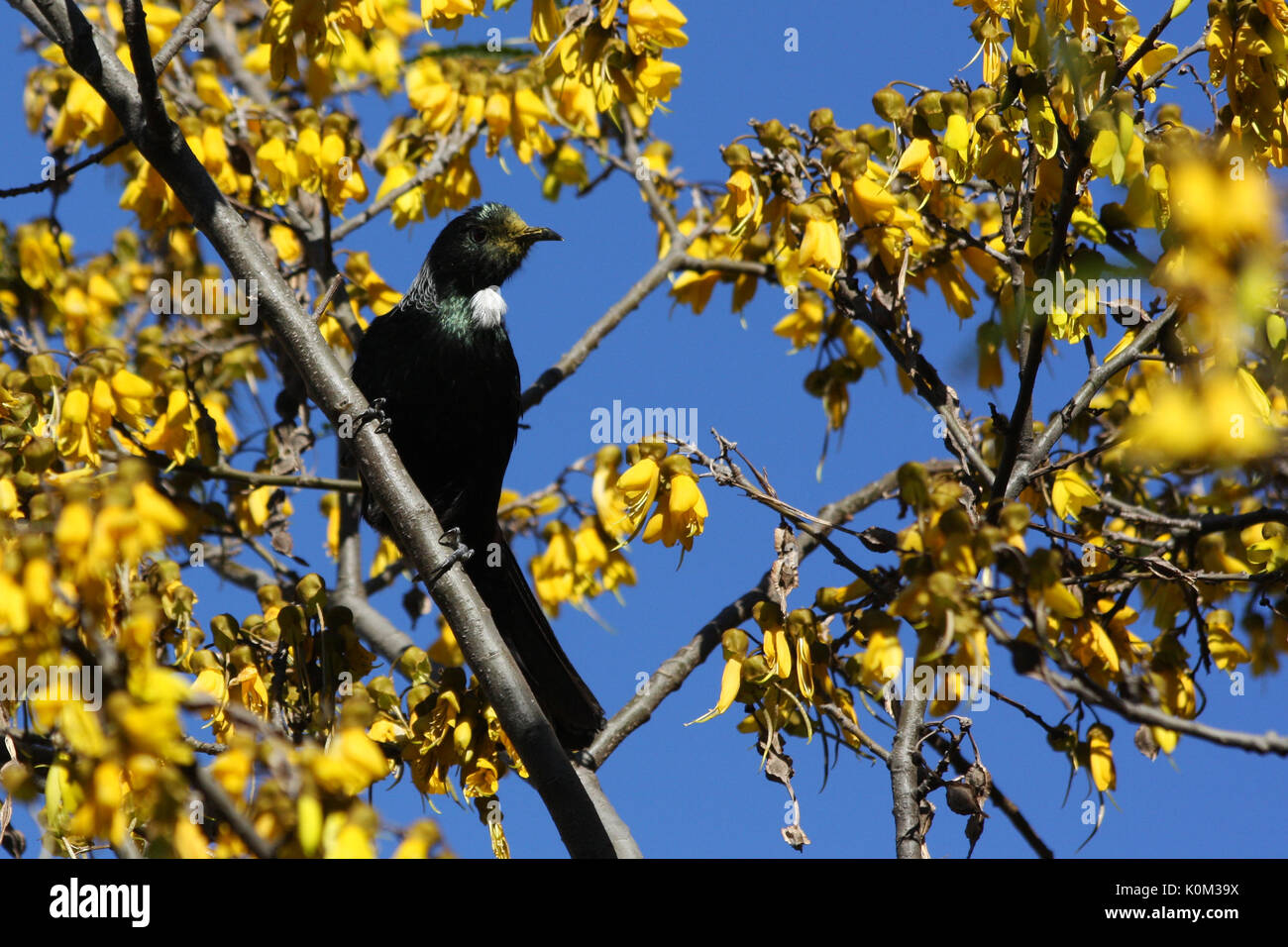 Tui birds hi-res stock photography and images - Alamy